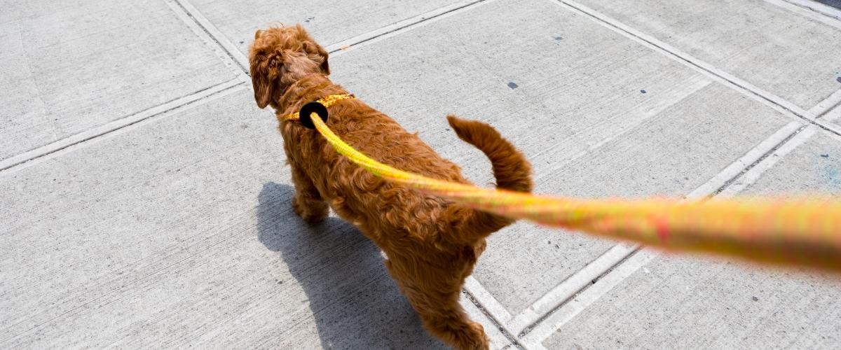 Dog Friendly Walks in London - London Guided Walks